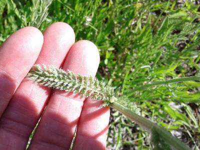 Noble yarrow- September_2018 - MSU Extension Invasive Plants | Montana ...