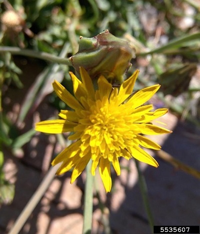 Cutleaf vipergrass-May 2019 - MSU Extension Invasive Plants | Montana ...