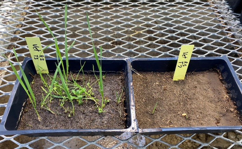 Monthly Weed Post, March 2025 - MSU Extension Invasive Plants | Montana ...